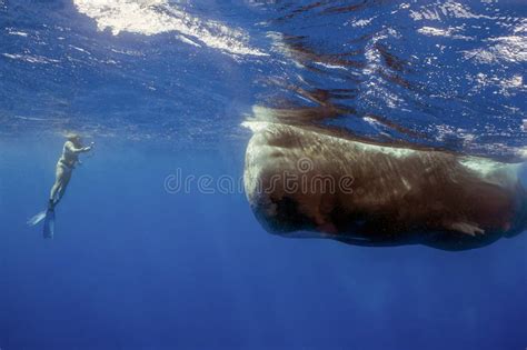 A Snorkeller Observing A Sperm Whale Physeter Macrocephalus Editorial Photography Image Of