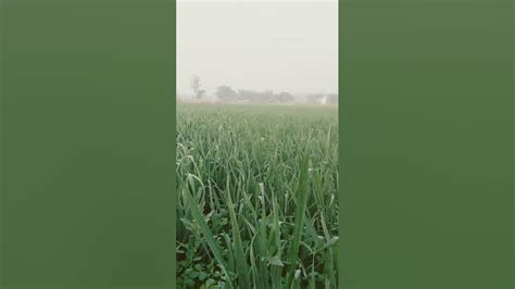 Meri Uad Gai Ratki Nidiya Youtube