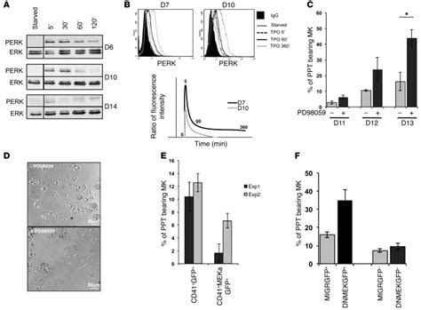 Thrombocytopenia Associated Mutations In The Ankrd26 Regulatory Region Induce Mapk