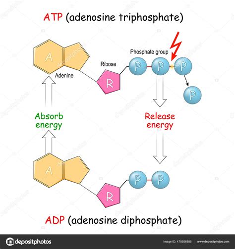Atp Adp Adenosine Diphosphate Adenosine Triphosphate Absorb Release Energy Cell Stock Vector By