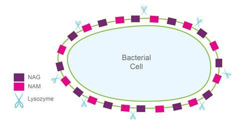 Why Lysozyme And Zymolyase Are Important In Cell Lysis Buffers Goldbio