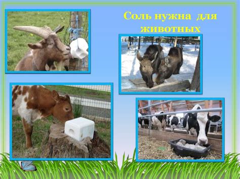 Удивительная соль - презентация онлайн