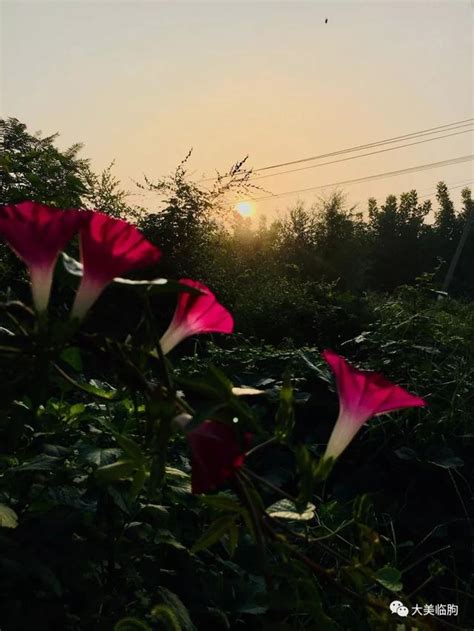 臨朐的牽牛花與眾不同 每日頭條