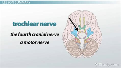 Trochlear Nerve Definition Anatomy Function Lesson Study Com