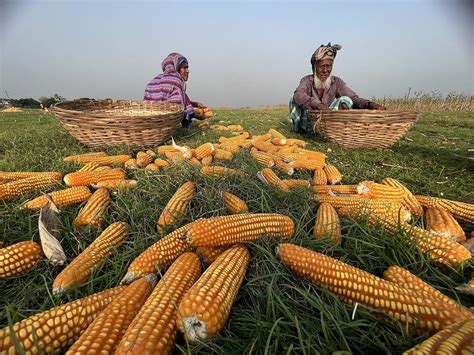 corn processing photograph by siraj akram kayes pixels