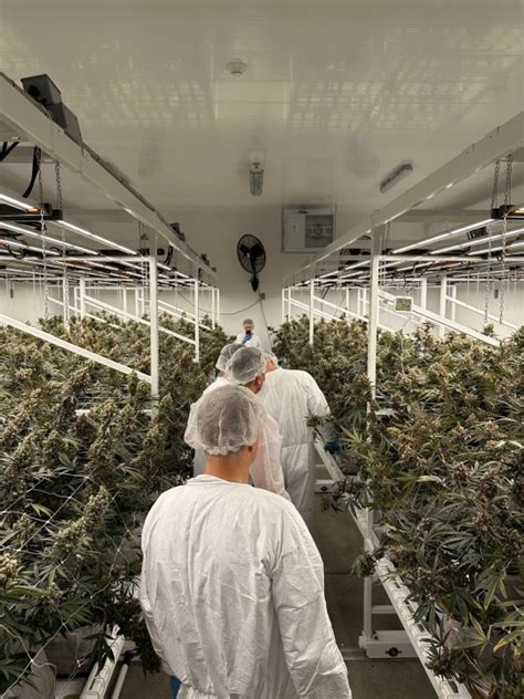 Treehouse An Introduction