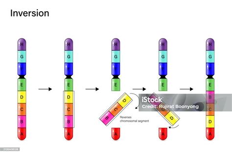 Chromosome Inversion Genetic Mutation Alteration Of Chromosome