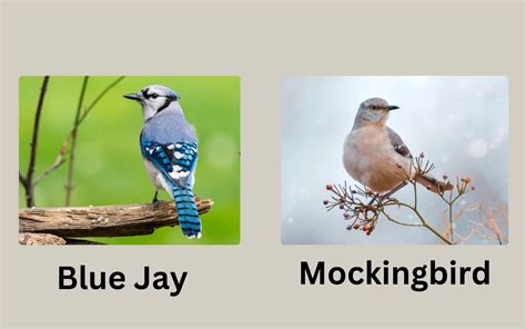 Blue Jay Vs Mockingbird Difference Birdserenity