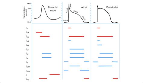 Schematic Cardiac Action Potentials From Different Regions Of The