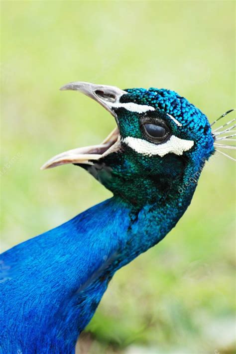 Humans Of Ringwood — Pastor Peacock By Lynne Wintergerst Humans Of