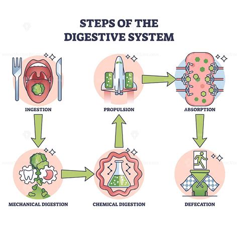 Steps Of Digestive System With Gastric Food Processing Outline Diagram Digestive System