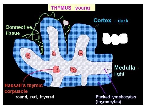 First Lecture Immune System Structure And Function Immune