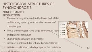 SYNCHONDROSIS IN ORTHODONTICS AND ITS SIGNIFICANCE IN GROWTH PPTX