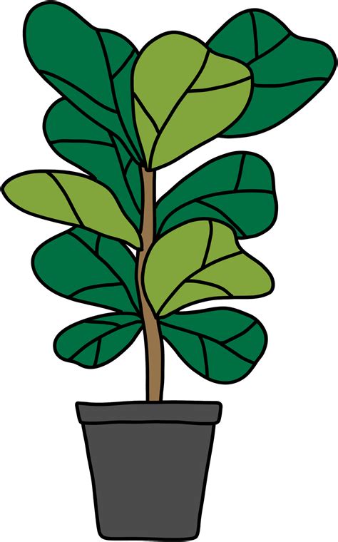 Freehand Sketch Drawing Of Fiddle Leaf Fig Tree 11704484 PNG