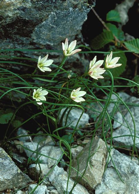 Tisiamana