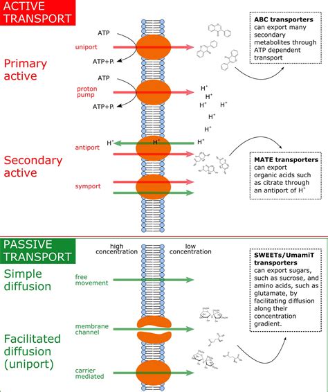 Root Exudation Of Primary Metabolites The Farming Forum