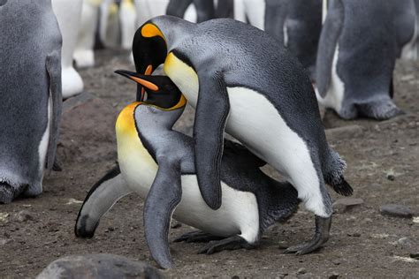 To Celebrate The New John Lewis Ad Here Are 12 Pictures Of Penguins Having Sex CCUK