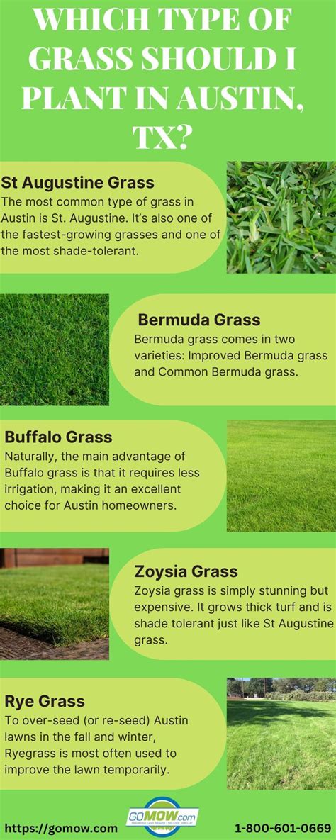 Different Types Of Bermuda Grass Bermudagrass Or Wiregrass