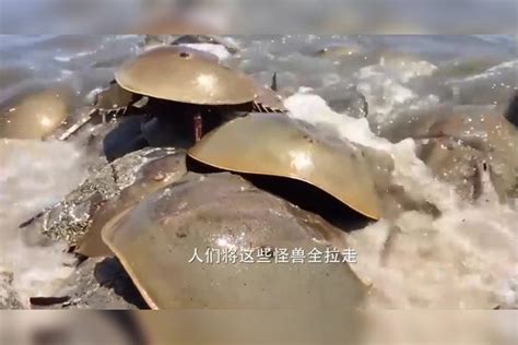 鲎的蓝色血液有什么用钢针刺进心脏被人强制献血 钢针 心脏 血液