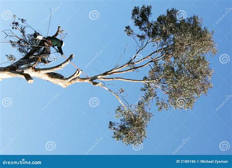 Tree Cutting Royalty Free Stock Image Image