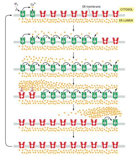How Intracellular Calcium Signaling Gradient And Its Role As A Universal Intracellular