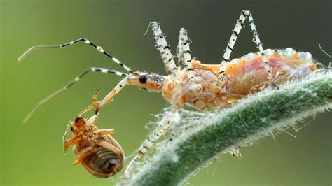 Assassin Bug