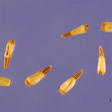 Smallhead Sneezeweed Helenium Microcephalum Plant Care And How To Grow