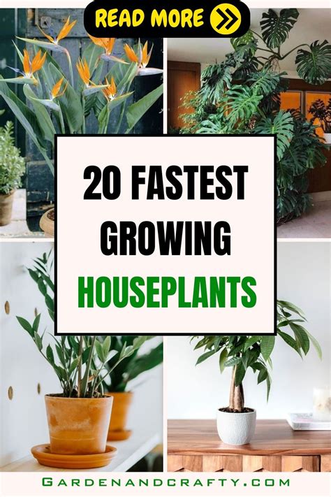 20 Fastest Growing Houseplants To Create A Lush Indoor Garden