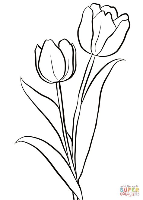 Tulip Flower Drawing At Getdrawings Free Download
