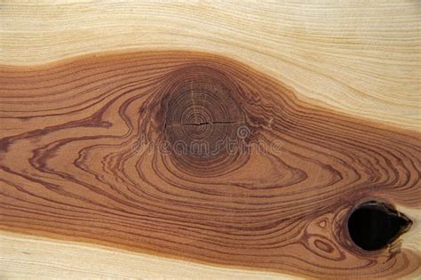 Texture Of A Longitudinal Section Of A Tree Trunk Stock Image Image