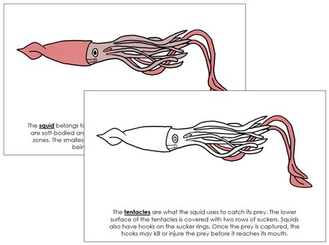 Squid Diagram