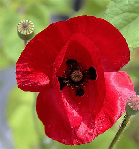 양귀비 꽃 붉은 양 귀 비 빨간 Pixabay의 무료 사진 Pixabay