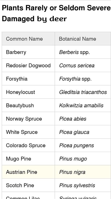 Evergreen Tree Identification Chart