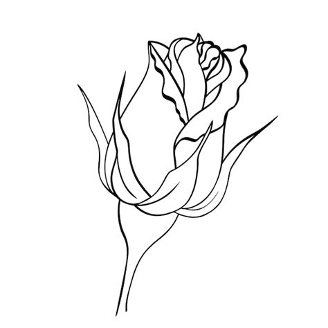 장미 꽃 봉오리 검은 윤곽선 스케치를 닫았습니다 프리미엄 벡터