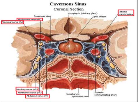 Internal Carotid Artery Cavernous Sinus