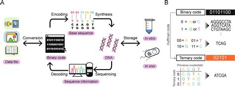 Mini Review Enzyme Based Dna Synthesis And Selective Retrieval For