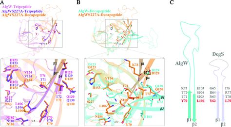 Conformational Transition And Activity Regulation Mediated By The L A