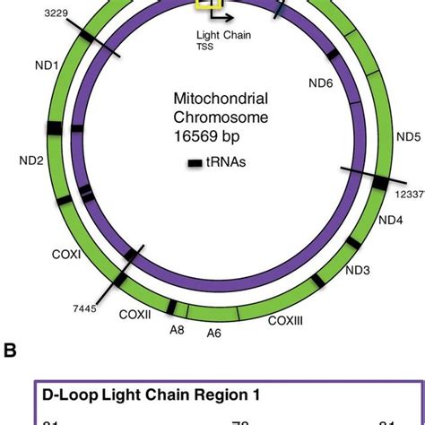 Map Of Mitochondrial Genome And Sequences On The Mt Chromosome Used For
