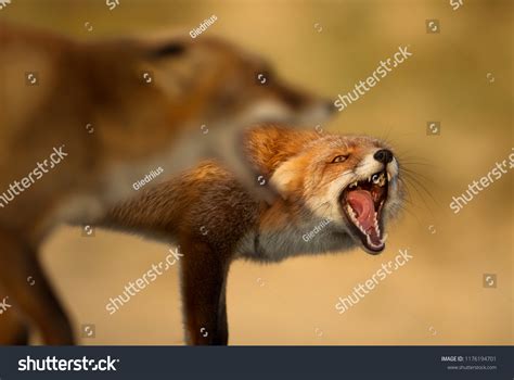 923 Imágenes De Fox Bite Imágenes Fotos Y Vectores De Stock Shutterstock