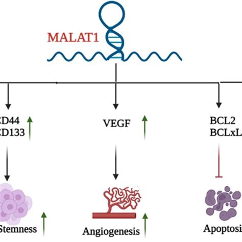 The Role Of MALAT1 In Regulation Of Oncogenic Genes In Their Download Scientific Diagram