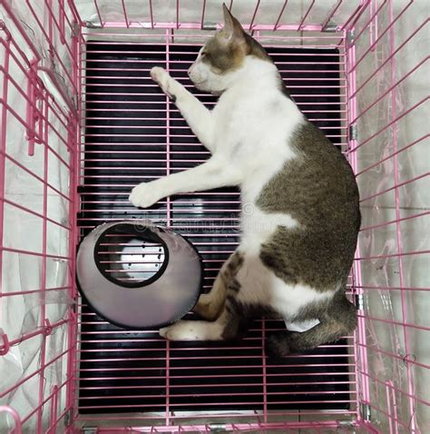 The Cat Is Still Under The Influence Of Anesthesia After Being