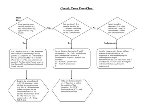 Genetic Cross Flowchart Solve Genetics Problems