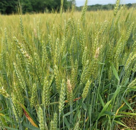 Scouting For Fusarium Head Blight Scab Of Wheat And Things To Consider When Harvesting