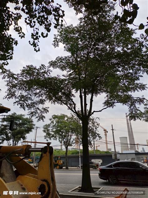 树摄影图 自然风景 自然景观 摄影图库 昵图网