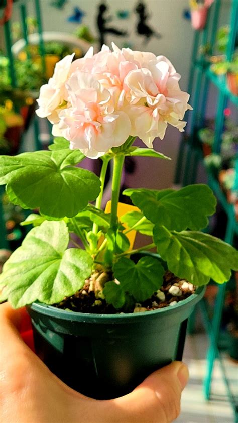 눈빨이 날리다가 그쳤나봐요 ㅎ 오늘은 제 새꾸들 소개해봅니다~~ 이름은 Da애송이~~ 몽글몽글한 얼굴보고 애송이라 지었어요 ㅋㅋ