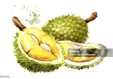맛있는 황금 빛 노란색 부드러운 살두리안 과일 흰색 배경에 격리 된 수채화 손으로 그린 그림 두리안에 대한 스톡 벡터 아트 및 기타 이미지 Istock