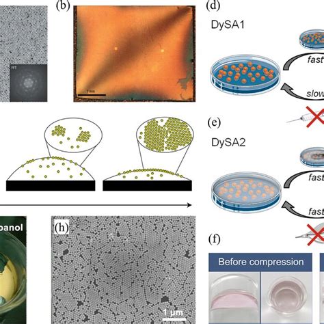 A Micrograph Of A Typical Au Np Monolayer The Lower Right Inset Is A