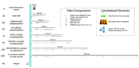 Talin To Scale Scale Models Of Talin In Different Conformations The Download Scientific