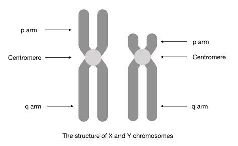 Top Labeled Chromosome Images Diagrams And Structure Download Karyotypinghub