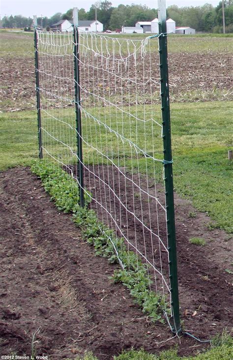 Growing Peas Trellis